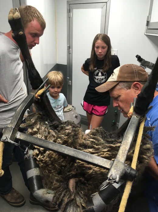 Artificial Insemination with Gotland Sheep - Appletree Farm | Gotland Sheep | Farmstay