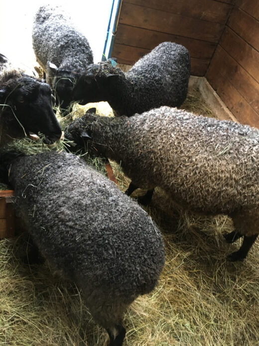 Growing my flock - Appletree Farm | Gotland Sheep | Farmstay
